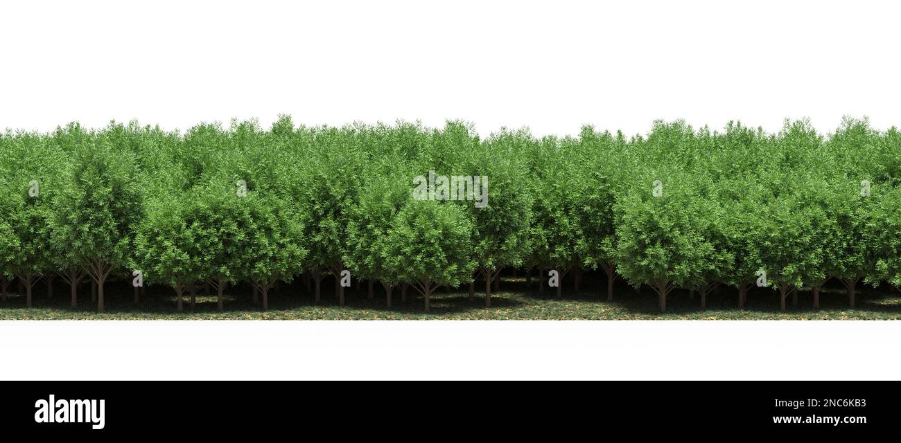 forest line, trees in the forest with grass and fallen leaves, isolated ...