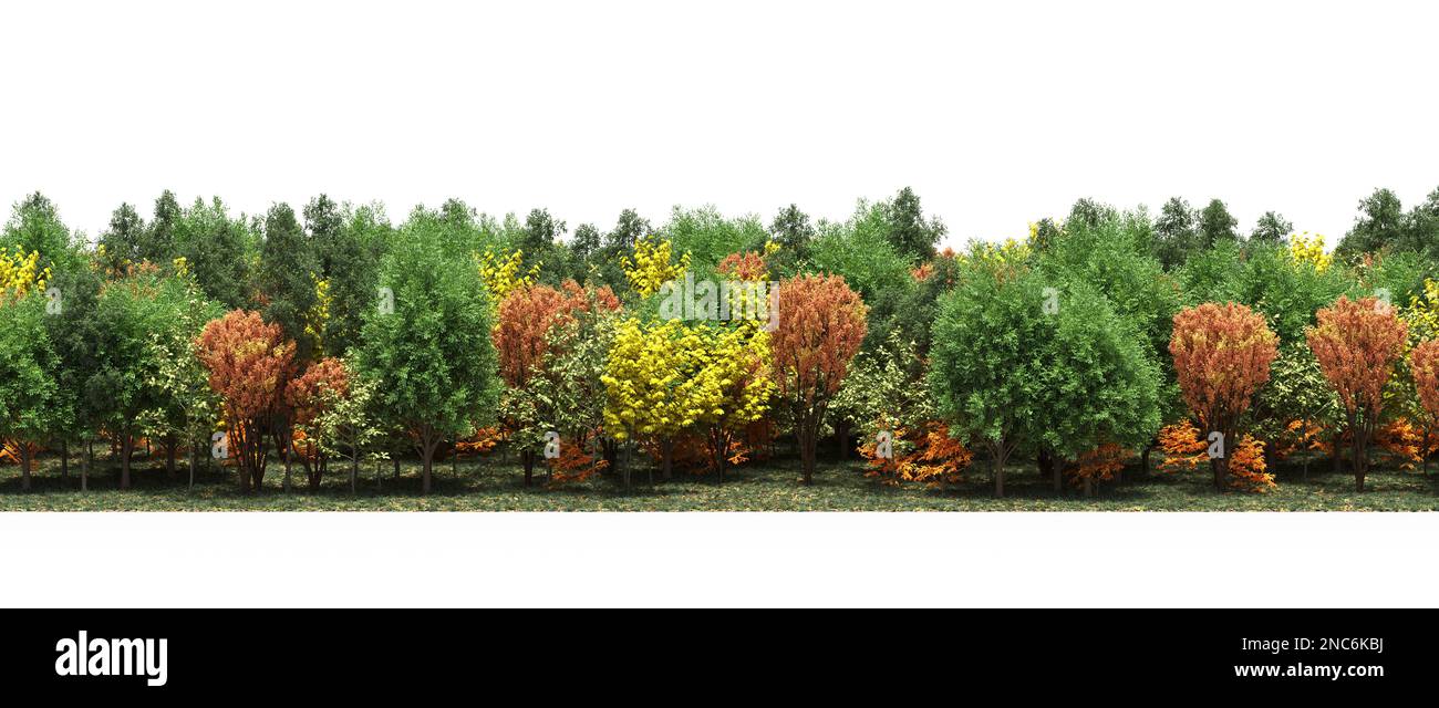 forest line, trees in the forest with grass and fallen leaves, isolated ...