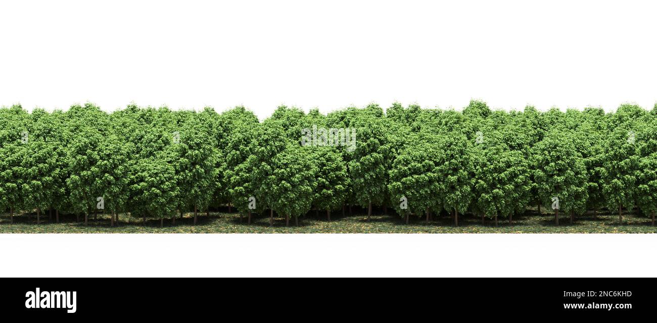 forest line, trees in the forest with grass and fallen leaves, isolated ...