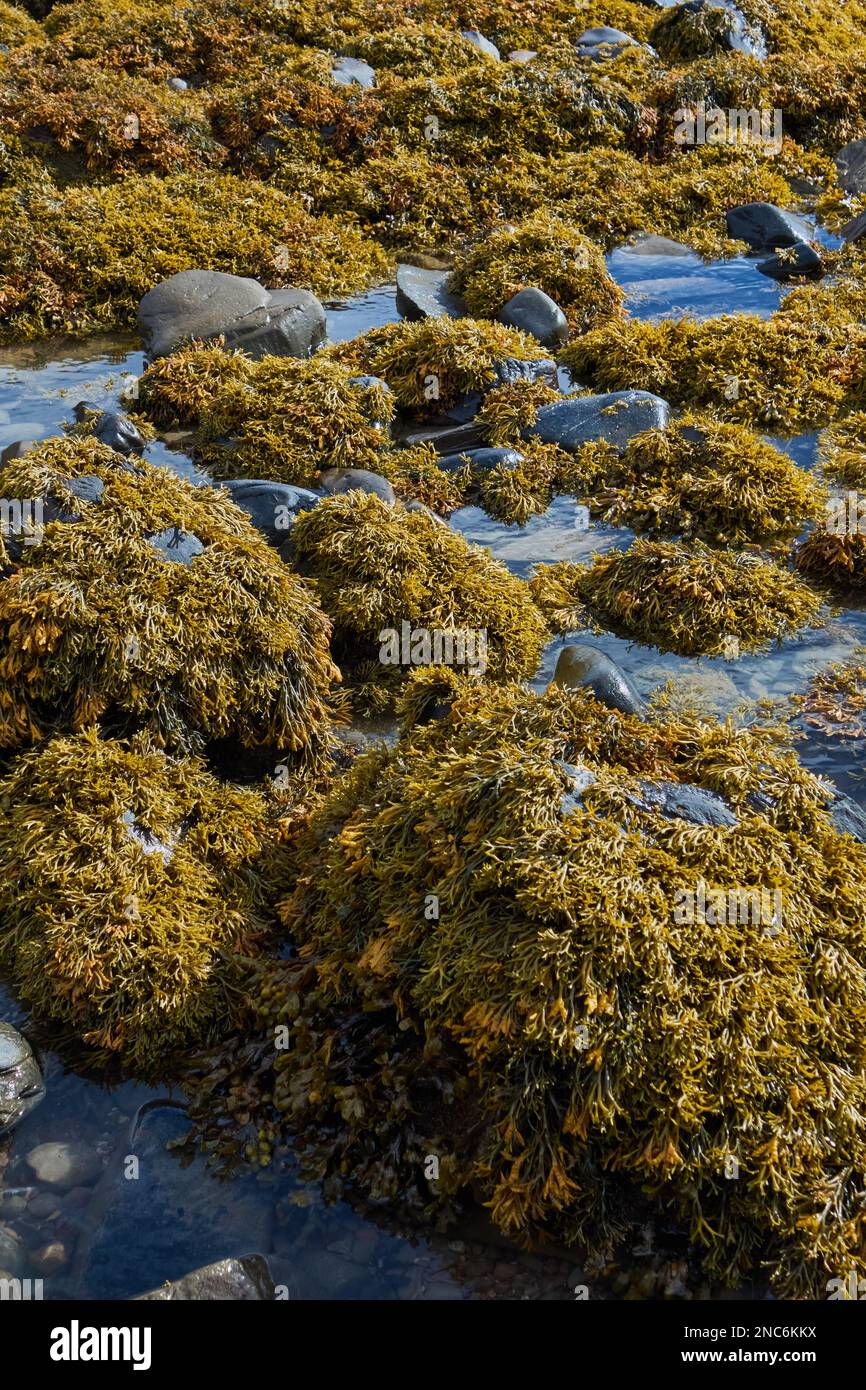 Seaweeds covered water hi-res stock photography and images - Alamy