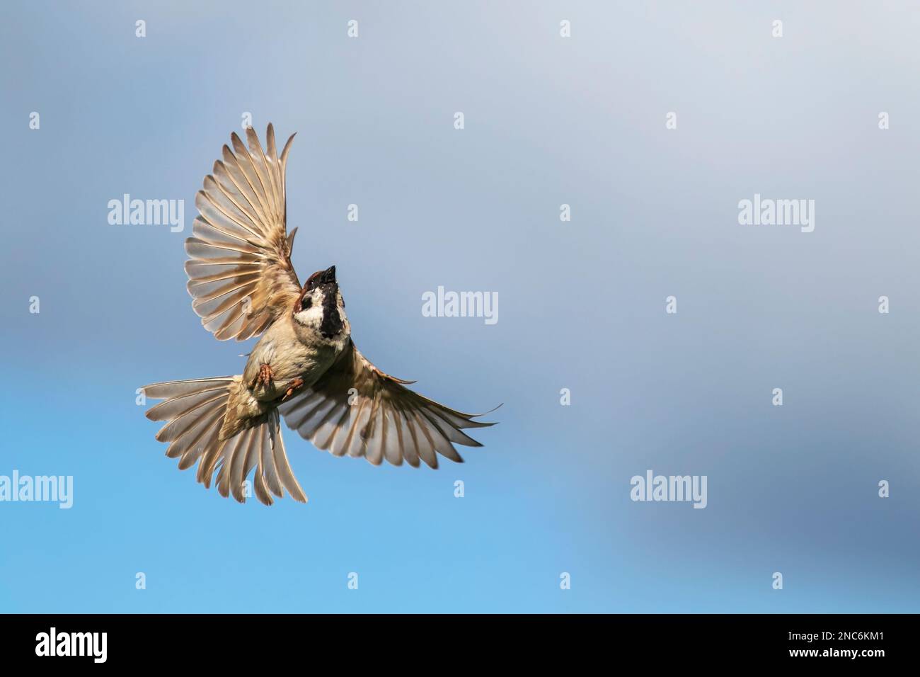 Sparrow Flying In Your House