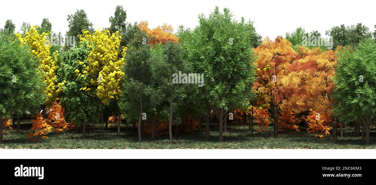 forest line, trees in the forest with grass and fallen leaves, isolated ...