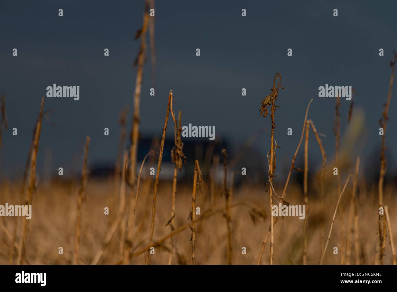 Farms and fields near Bad Hall town in cold winter without snow Stock ...