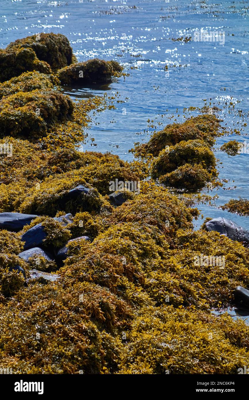 Seaweeds covered water hi-res stock photography and images - Alamy