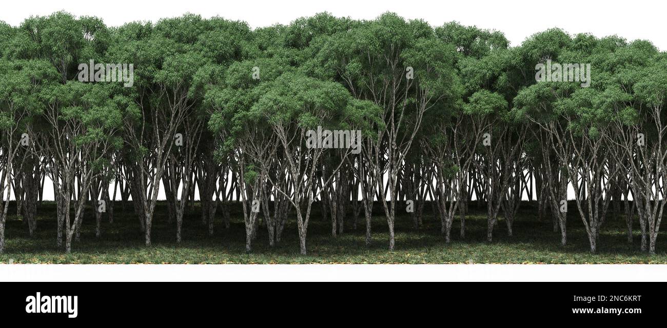 forest line, trees in the forest with grass and fallen leaves, isolated ...