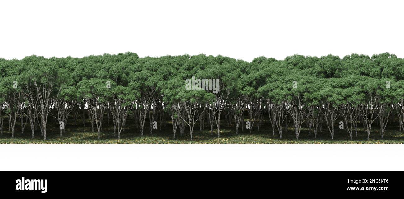 forest line, trees in the forest with grass and fallen leaves, isolated ...