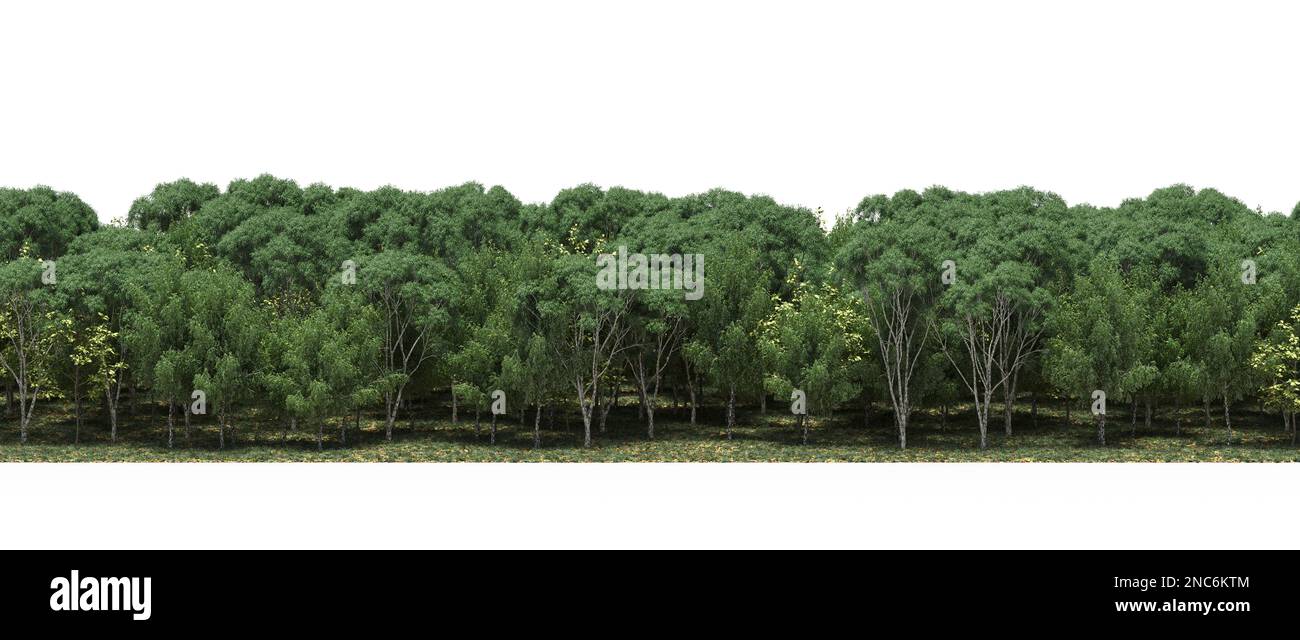 forest line, trees in the forest with grass and fallen leaves, isolated ...