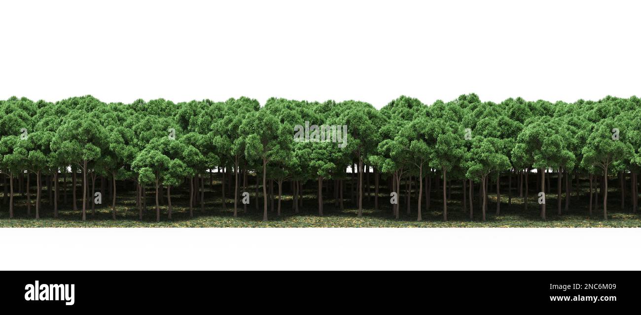 forest line, trees in the forest with grass and fallen leaves, isolated ...