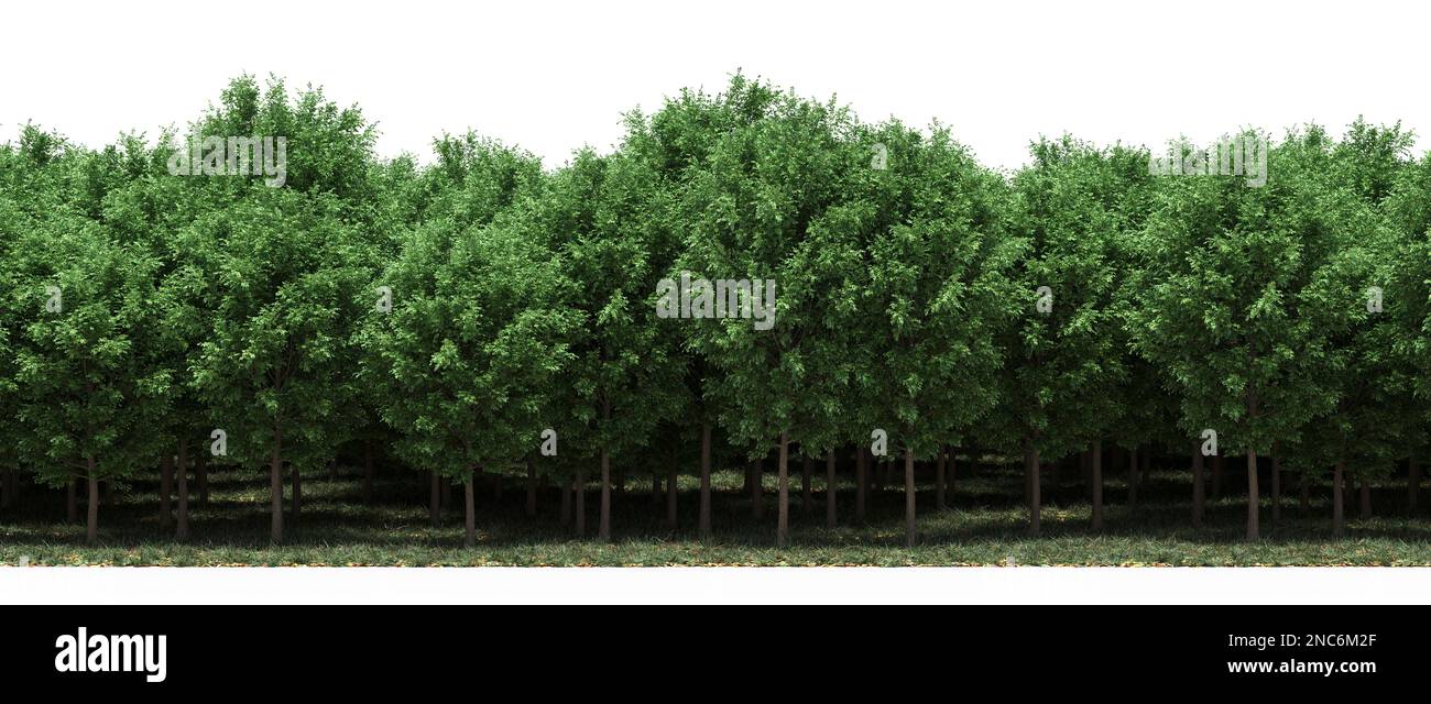 forest line, trees in the forest with grass and fallen leaves, isolated ...