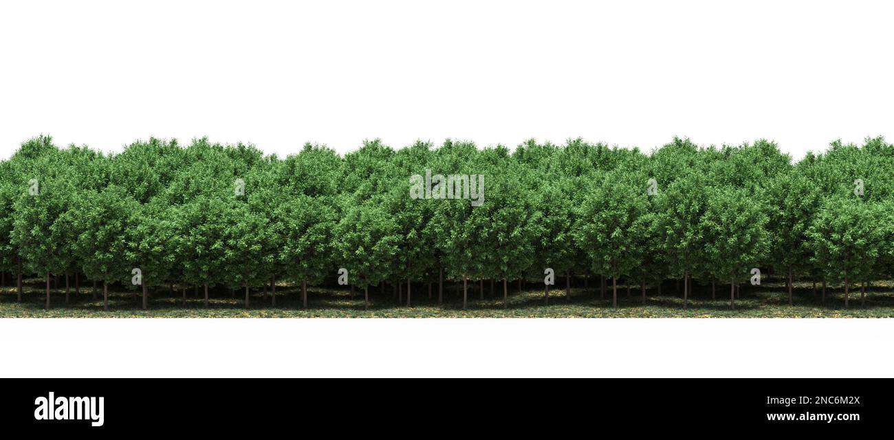 forest line, trees in the forest with grass and fallen leaves, isolated ...