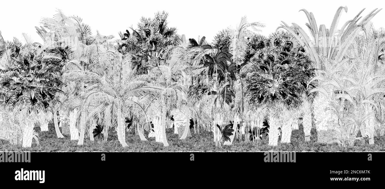 forest line, trees in the forest with grass and fallen leaves, isolated ...