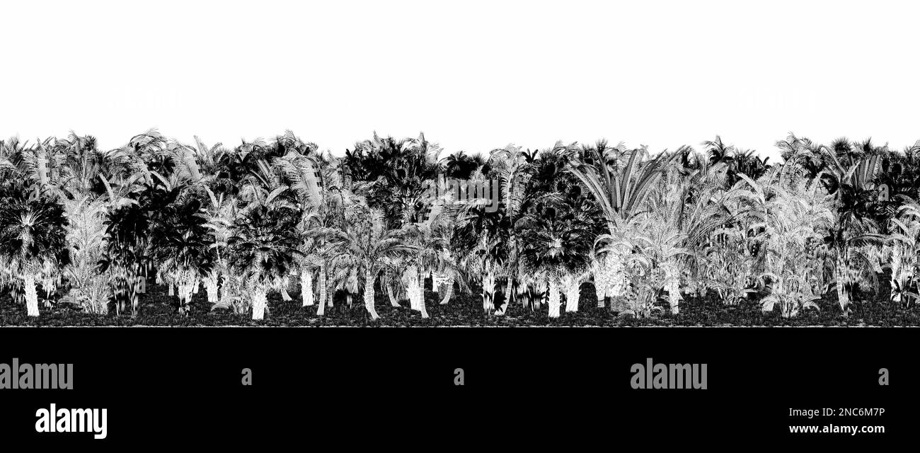 forest line, trees in the forest with grass and fallen leaves, isolated ...