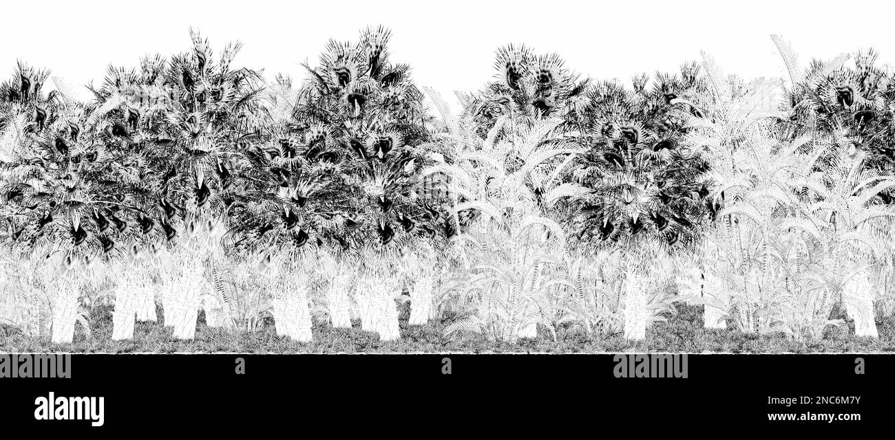 forest line, trees in the forest with grass and fallen leaves, isolated ...