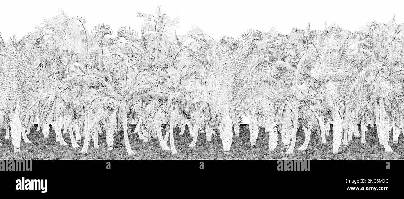 forest line, trees in the forest with grass and fallen leaves, isolated ...