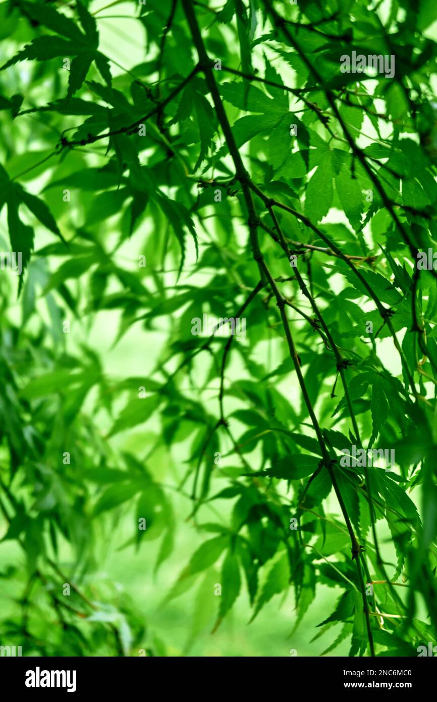 Green Japanese Maple leaves Stock Photo - Alamy