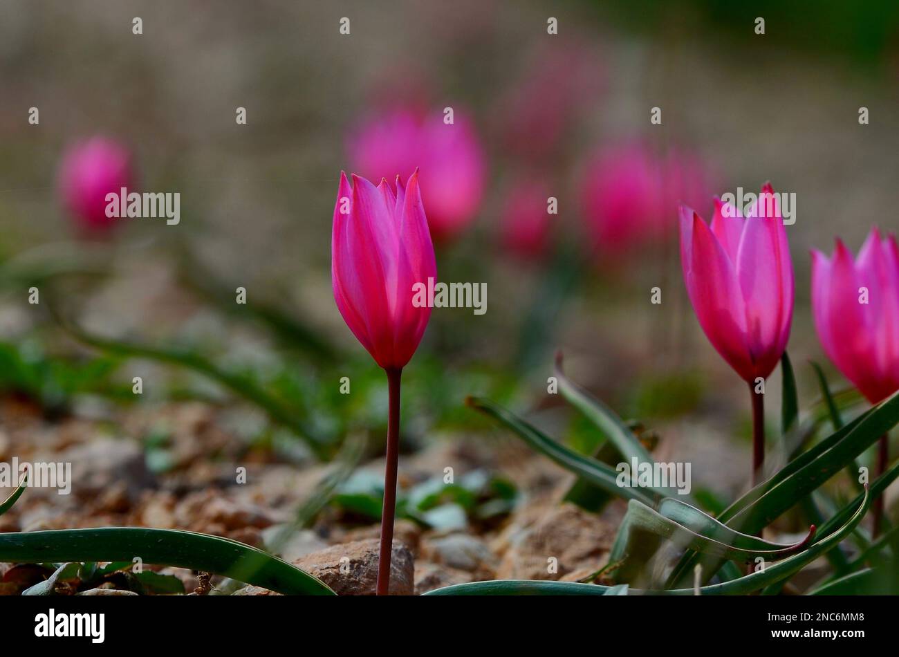 Tulip tulips Natural Tulip Stock Photo - Alamy