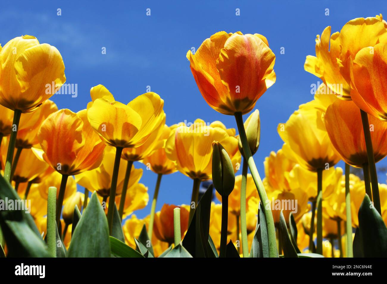Tulip tulips Natural Tulip Stock Photo - Alamy