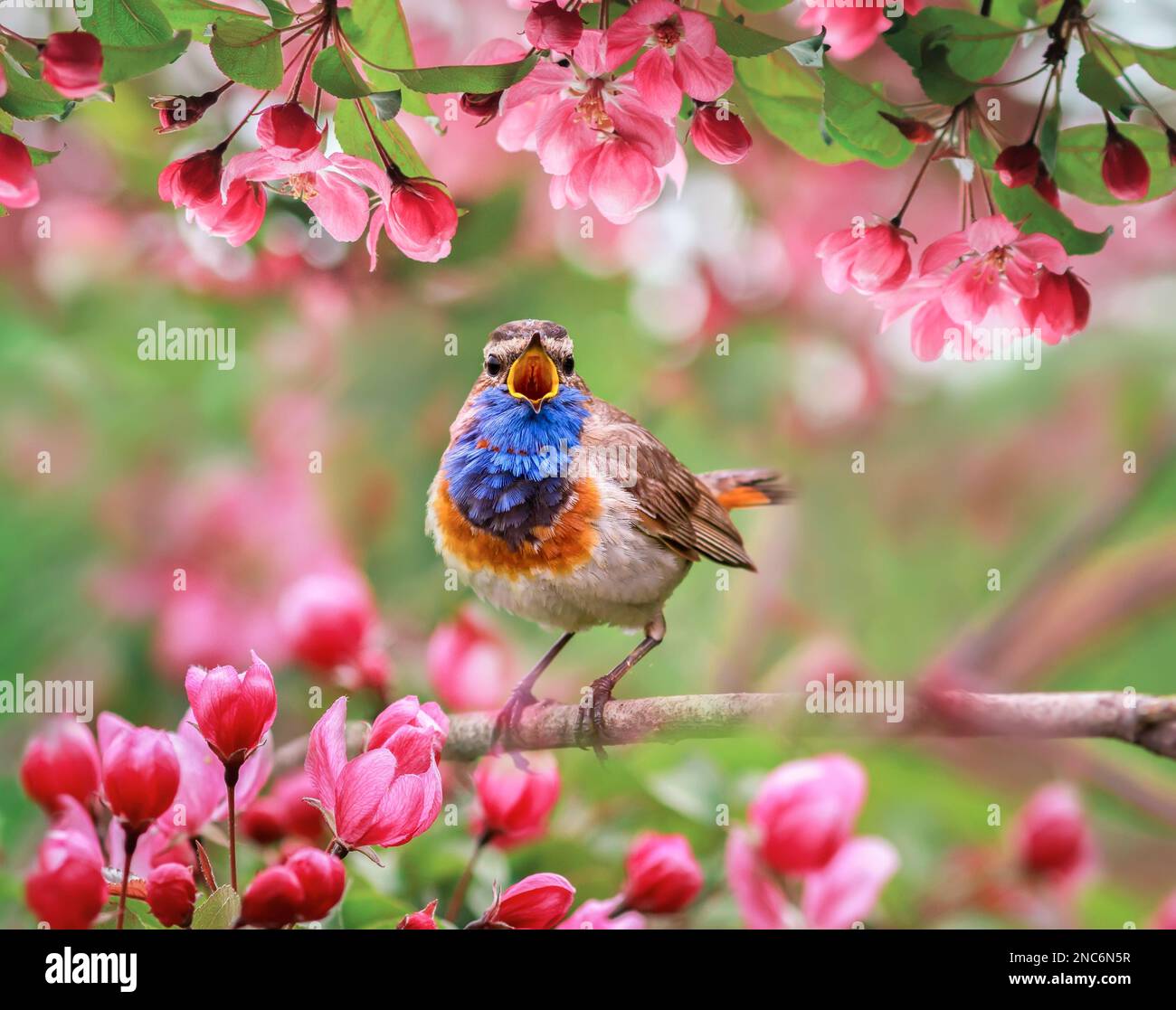 Male on flowering apple branch hi-res stock photography and images - Alamy