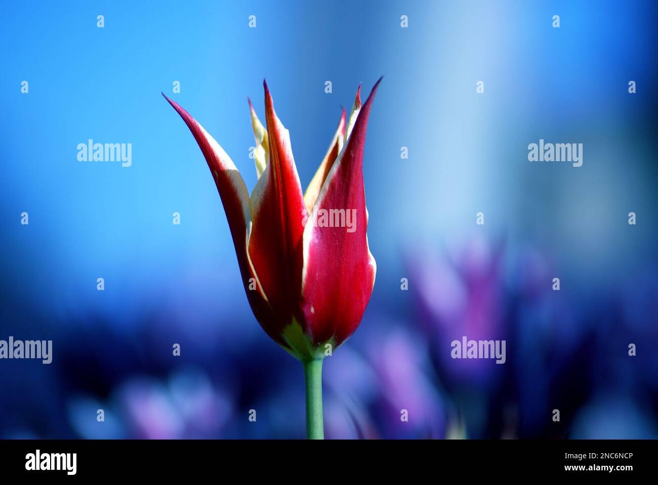 Tulip tulips Natural Tulip Stock Photo - Alamy
