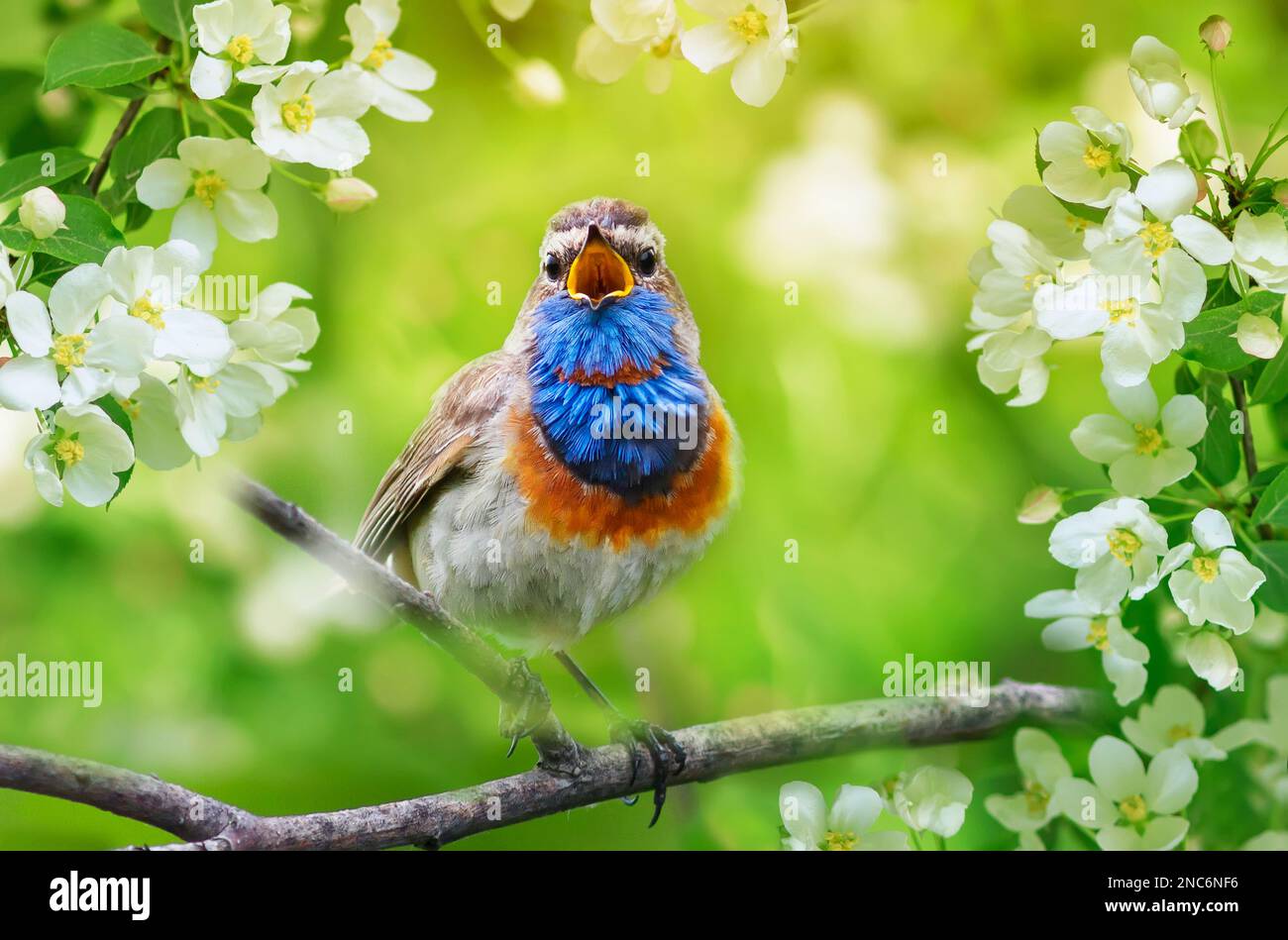 variegated bird male bluethroat sings, sitting on a flowering branch of ...