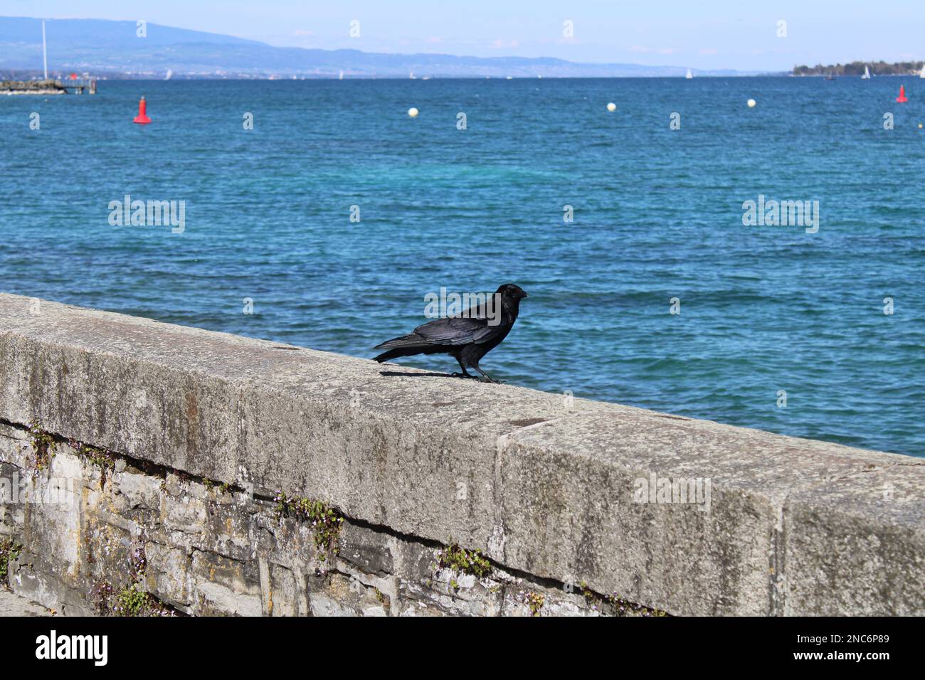 Longly hi-res stock photography and images - Alamy