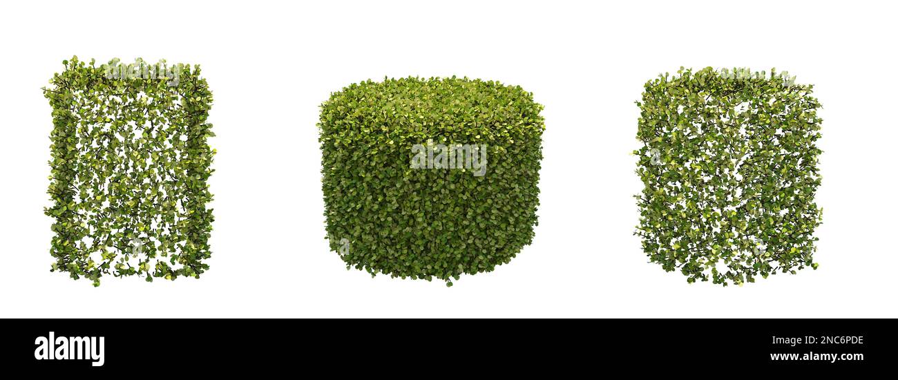 bush isolated on white background, 3D illustration, cg render Stock ...