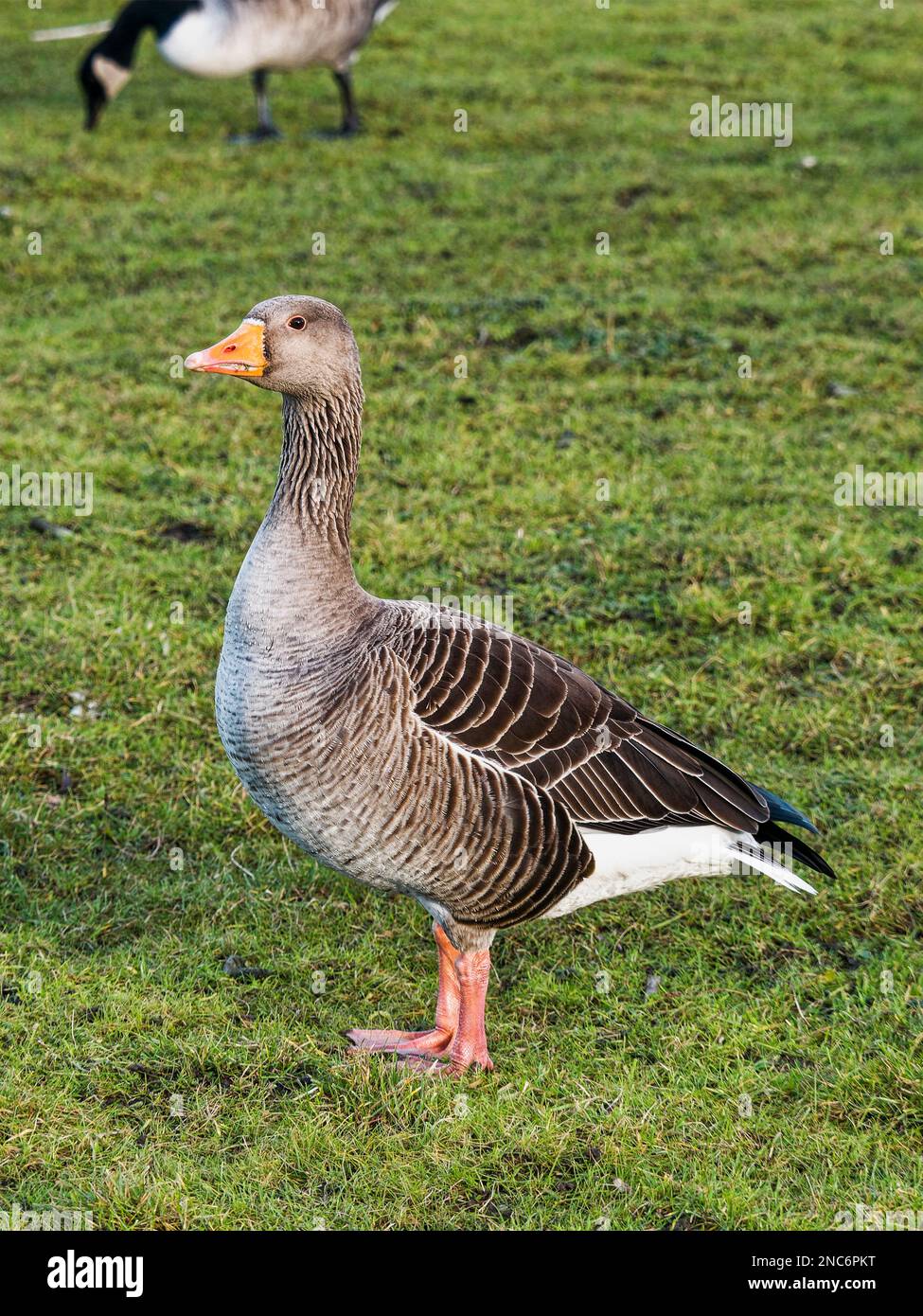 Portrait of greylag goose, Anser anser, wild in Killingworth, UK Stock ...