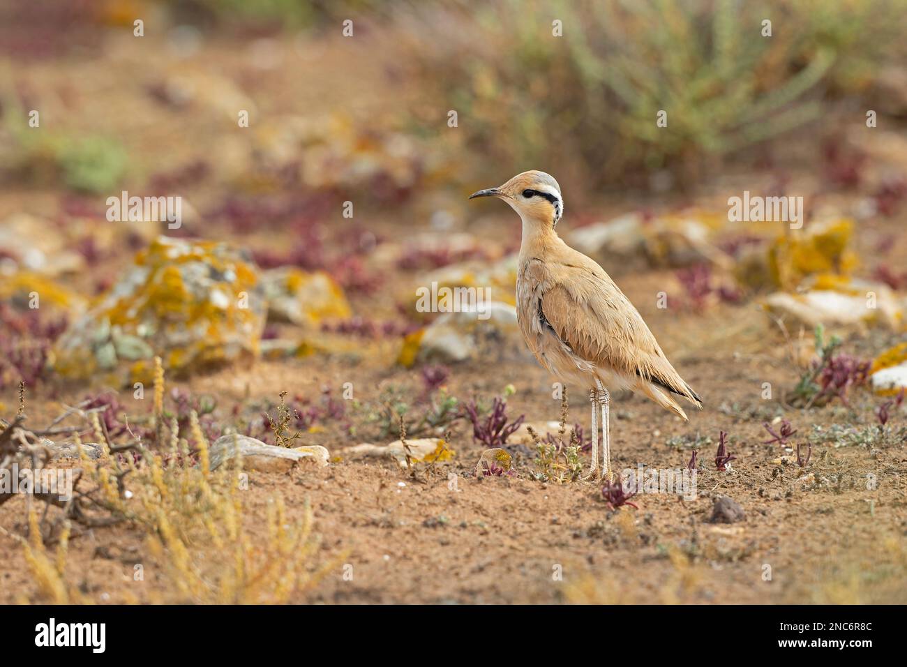 Cream-colored courser (Cursorius cursor) foraging in the arid landscape ...