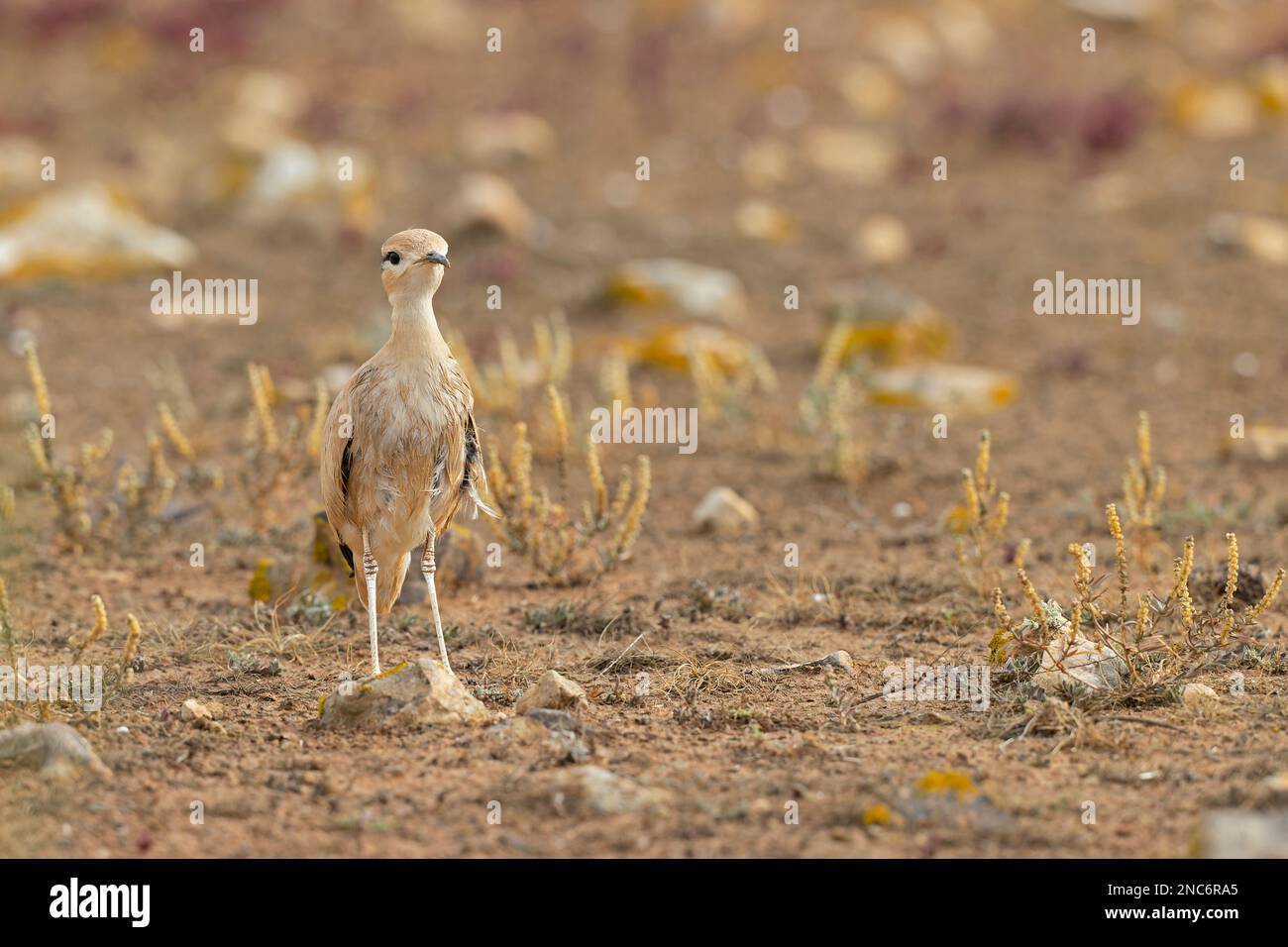 Cream-colored courser (Cursorius cursor) foraging in the arid landscape ...