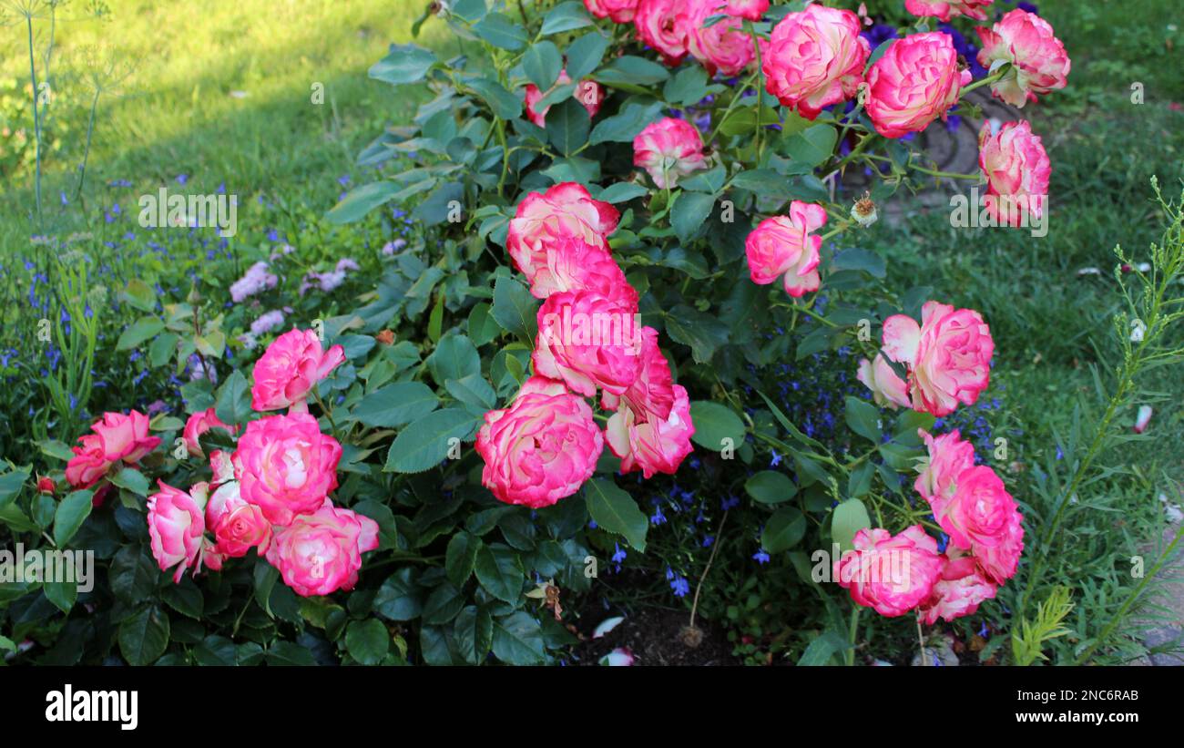 Beautiful fresh delicate pink roses in cottage garden. Natural ...