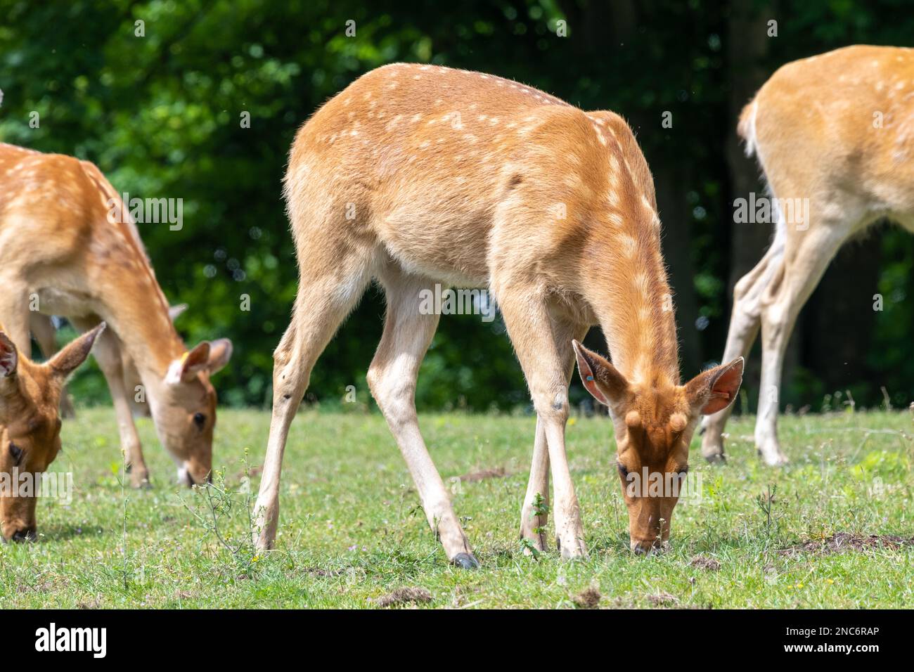 A herd of barasingha (rucervus duvaucelii) deer grazing Stock Photo - Alamy