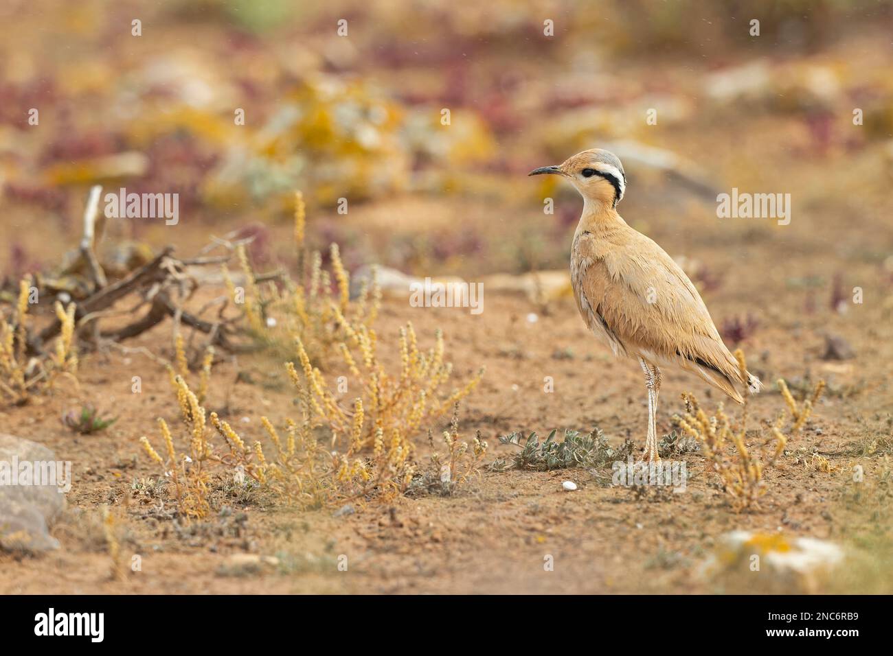 Cream-colored courser (Cursorius cursor) foraging in the arid landscape ...