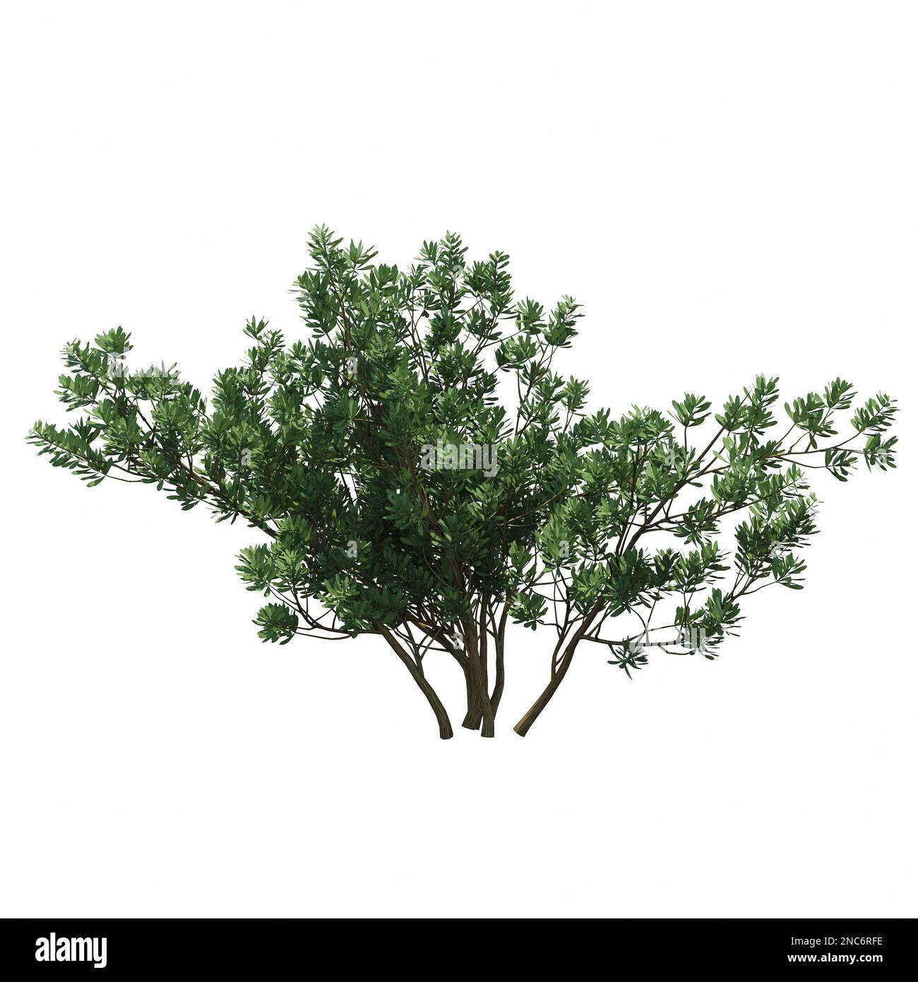bush isolated on white background, 3D illustration, cg render Stock ...