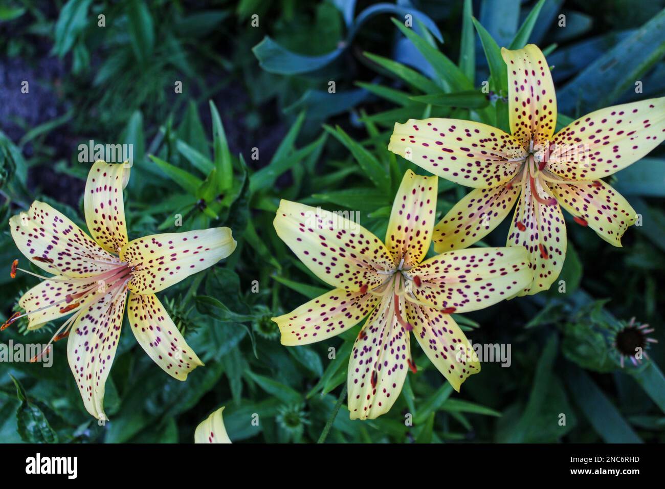 Blooming yellow lily on a bright sunny day in the garden. A yellow lily grows in the flowerbed ...