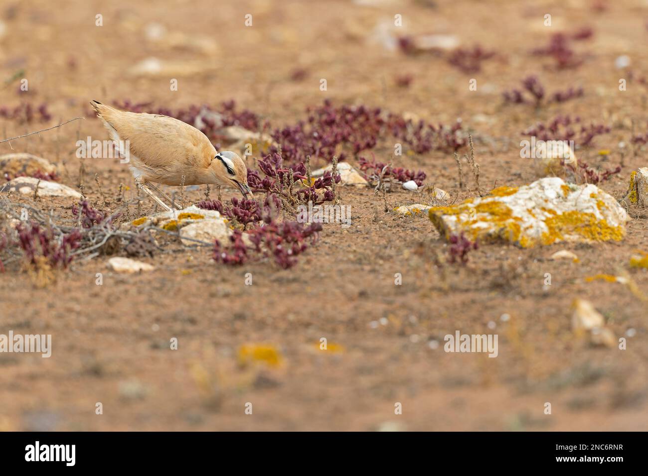 Cream-colored courser (Cursorius cursor) foraging in the arid landscape ...