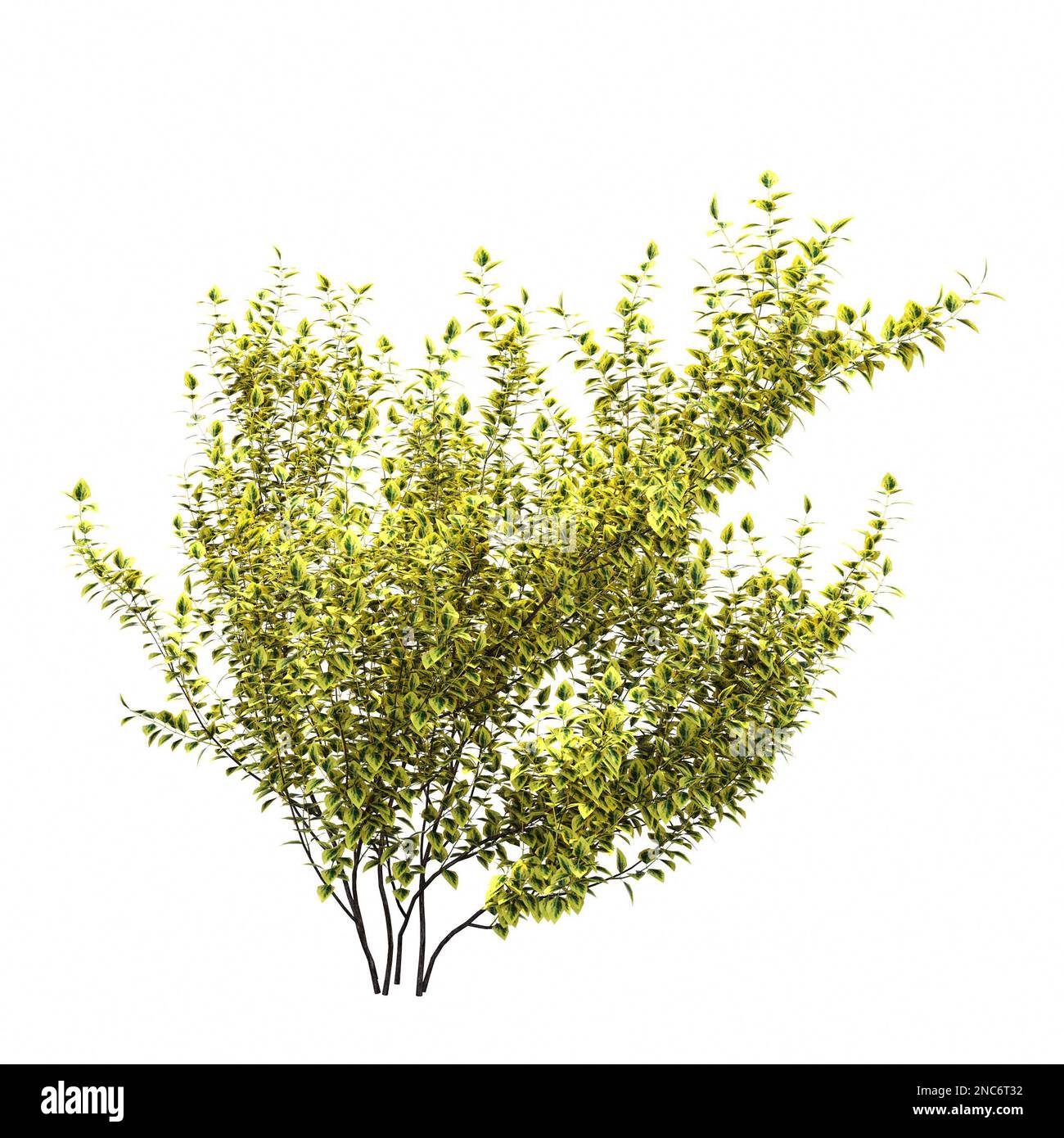bush isolated on white background, 3D illustration, cg render Stock ...