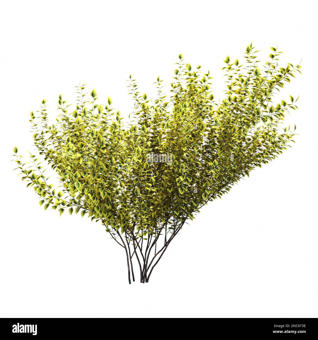bush isolated on white background, 3D illustration, cg render Stock ...