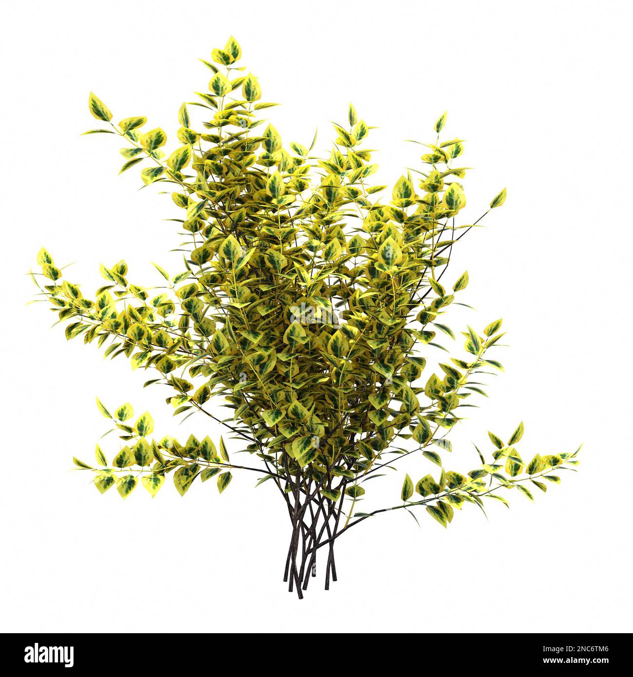 bush isolated on white background, 3D illustration, cg render Stock ...