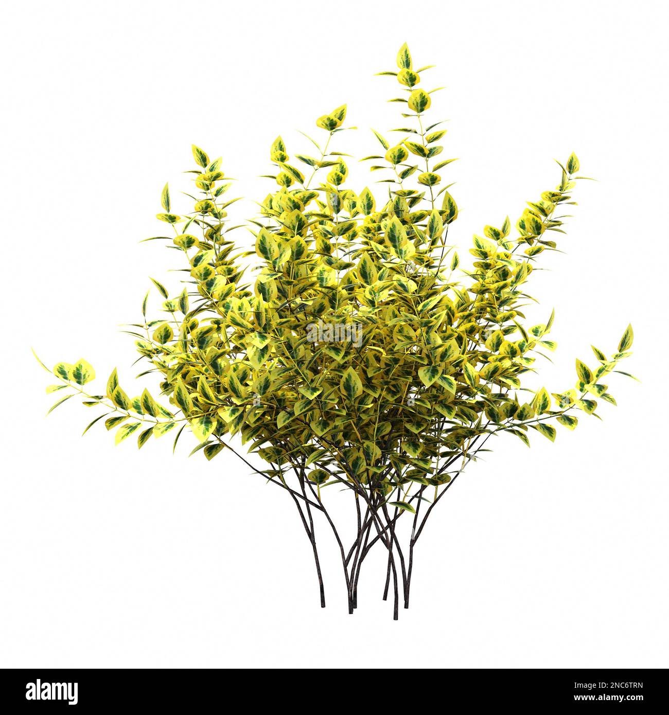 bush isolated on white background, 3D illustration, cg render Stock ...