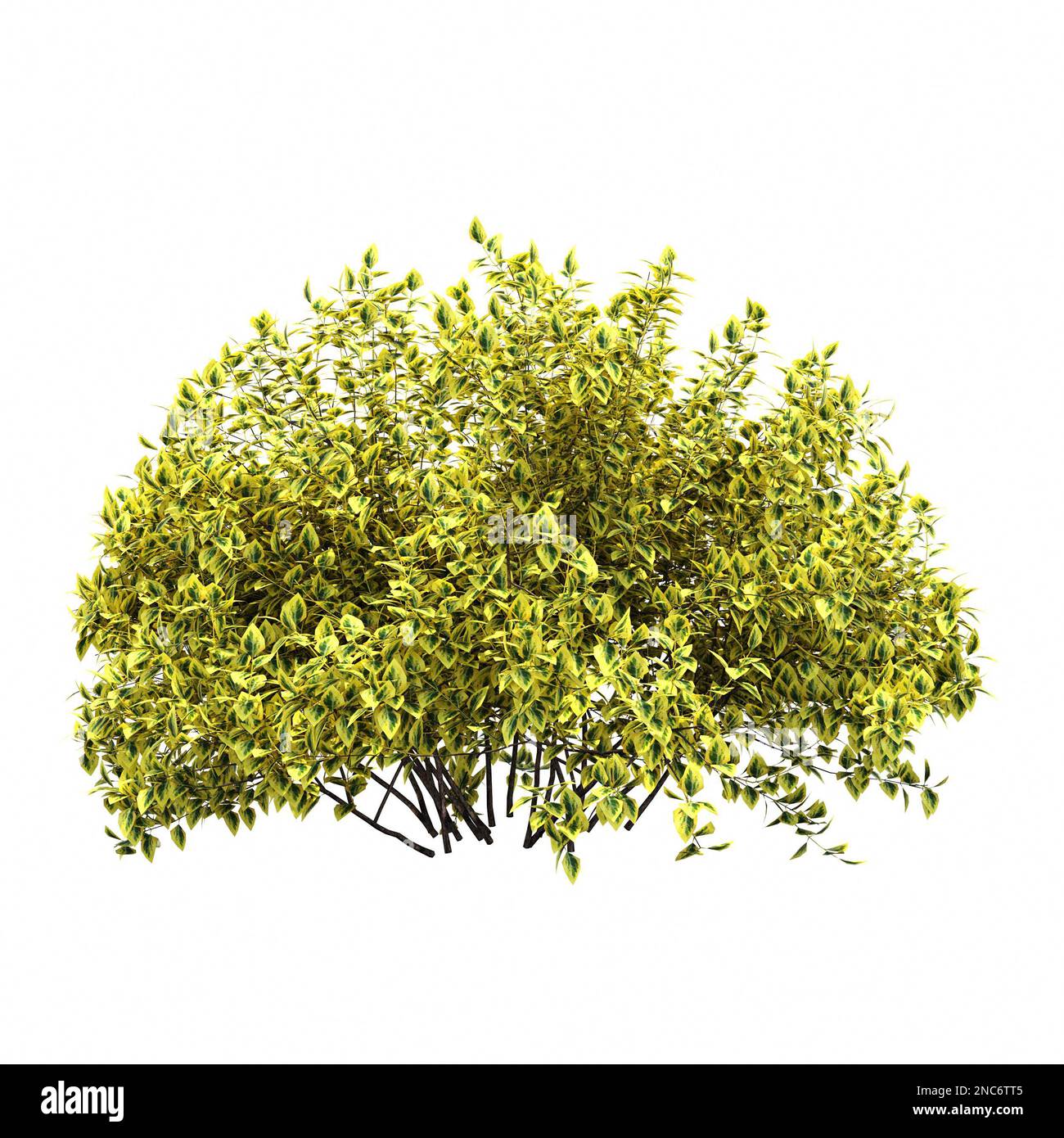 bush isolated on white background, 3D illustration, cg render Stock ...
