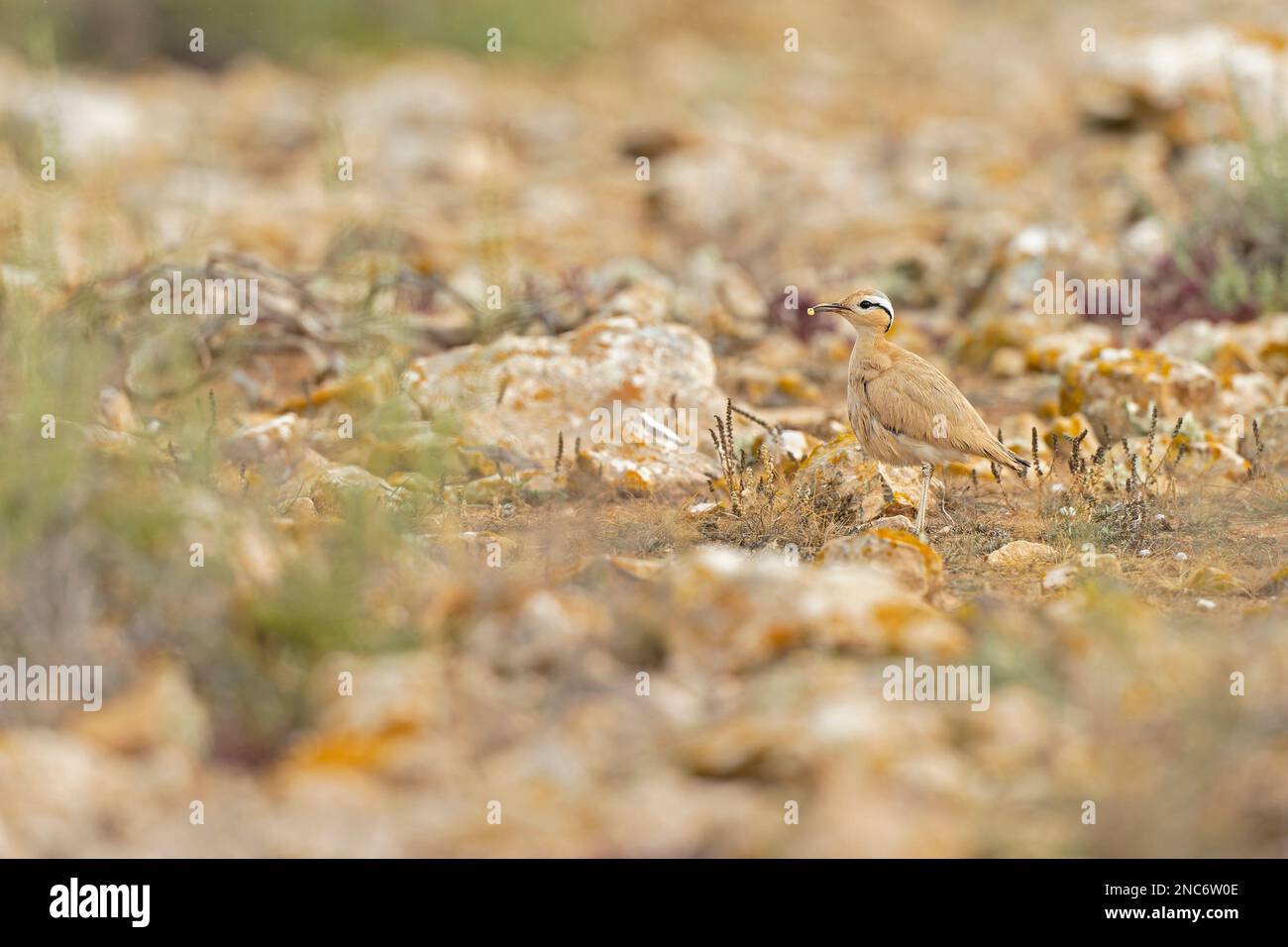 Cream-colored courser (Cursorius cursor) foraging in the arid landscape ...