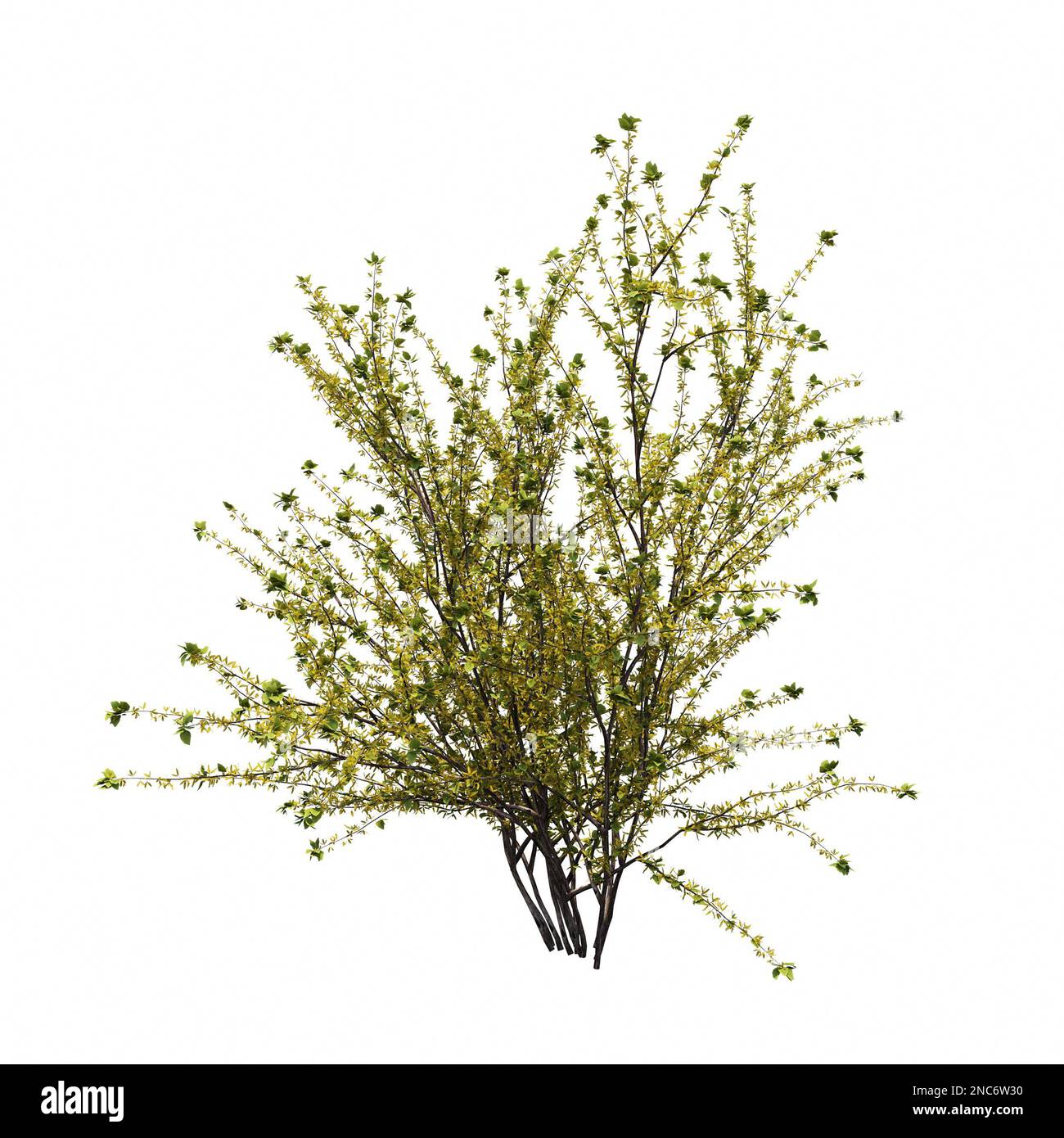 bush isolated on white background, 3D illustration, cg render Stock ...