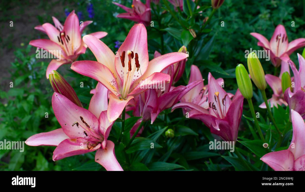 Beautiful garden flowers in cottage garden flowerbed hi-res stock ...
