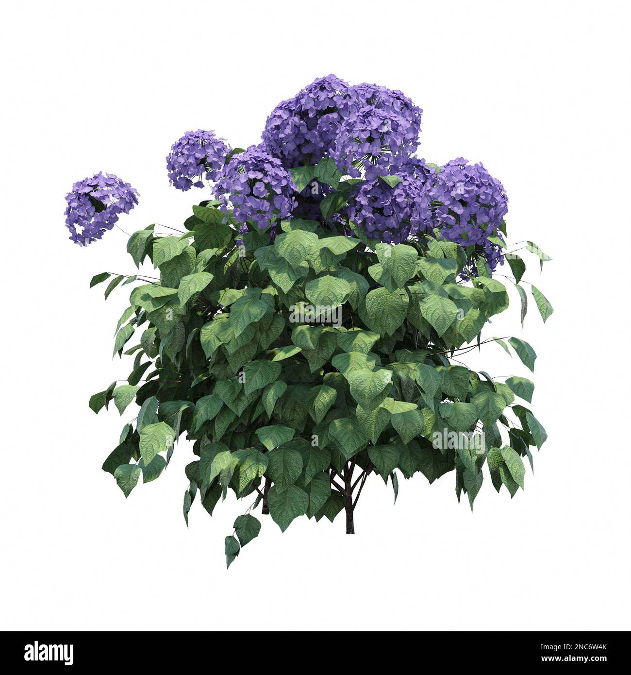 bush isolated on white background, 3D illustration, cg render Stock ...