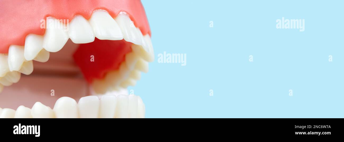 False teeth, jaws. Dentistry instruments and dental hygienist checkup ...