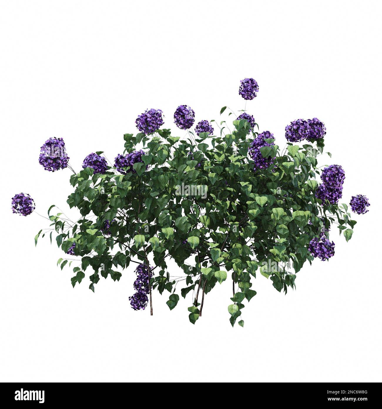 bush isolated on white background, 3D illustration, cg render Stock ...