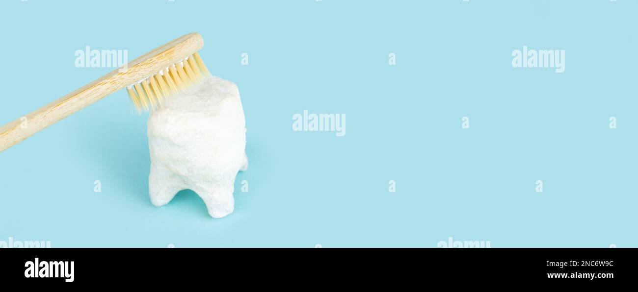 Tooth model and wooden toothbrush , brush the teeth, teeth will good ...
