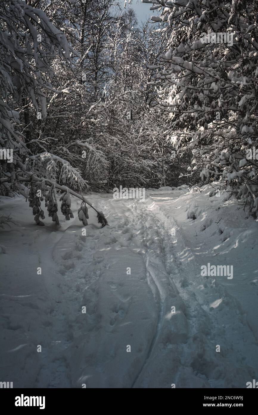 Nature snow forest shadows hi-res stock photography and images - Alamy