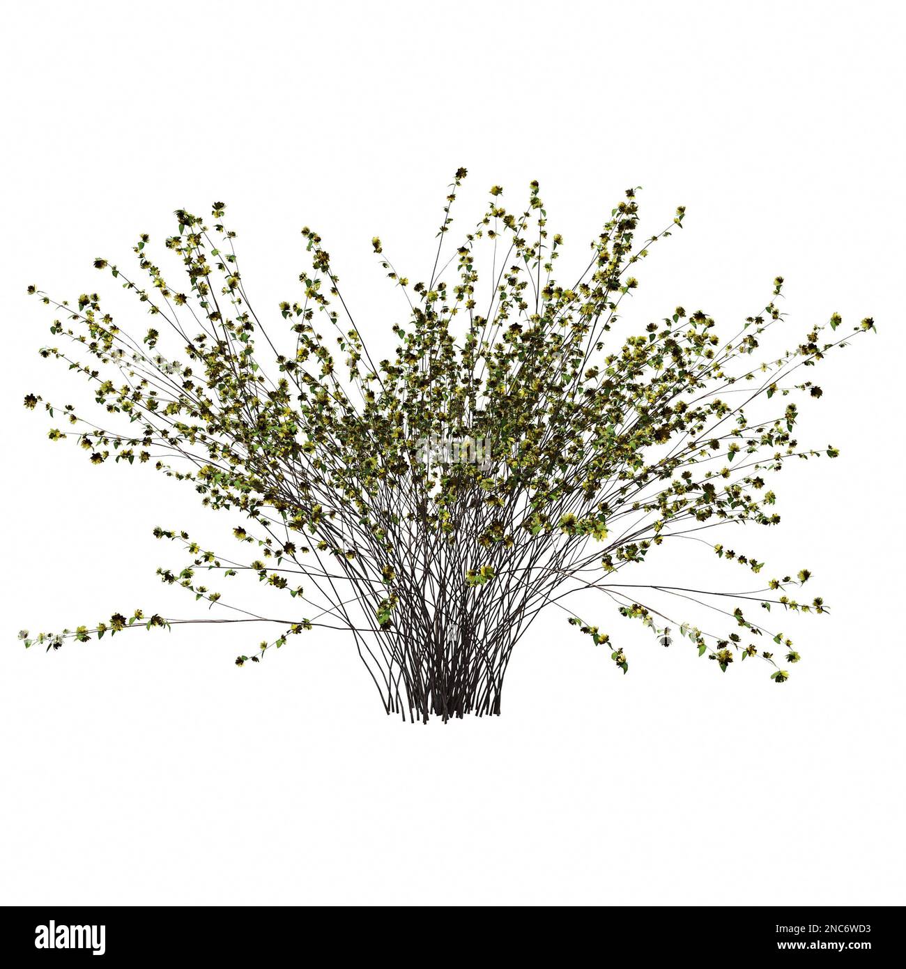 bush isolated on white background, 3D illustration, cg render Stock ...