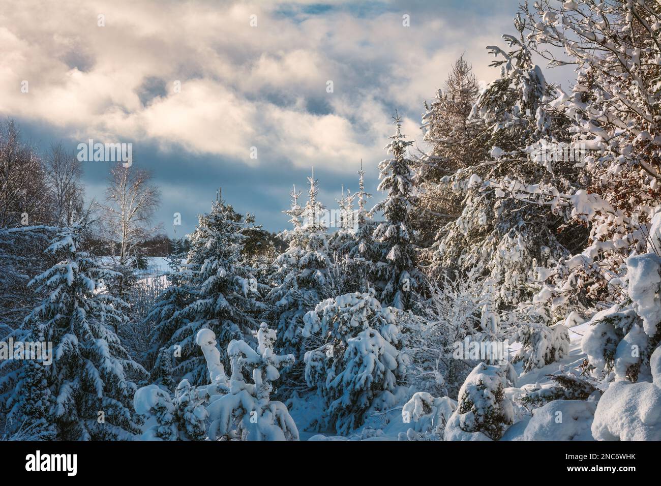Morning after the snowstorm hi-res stock photography and images - Alamy